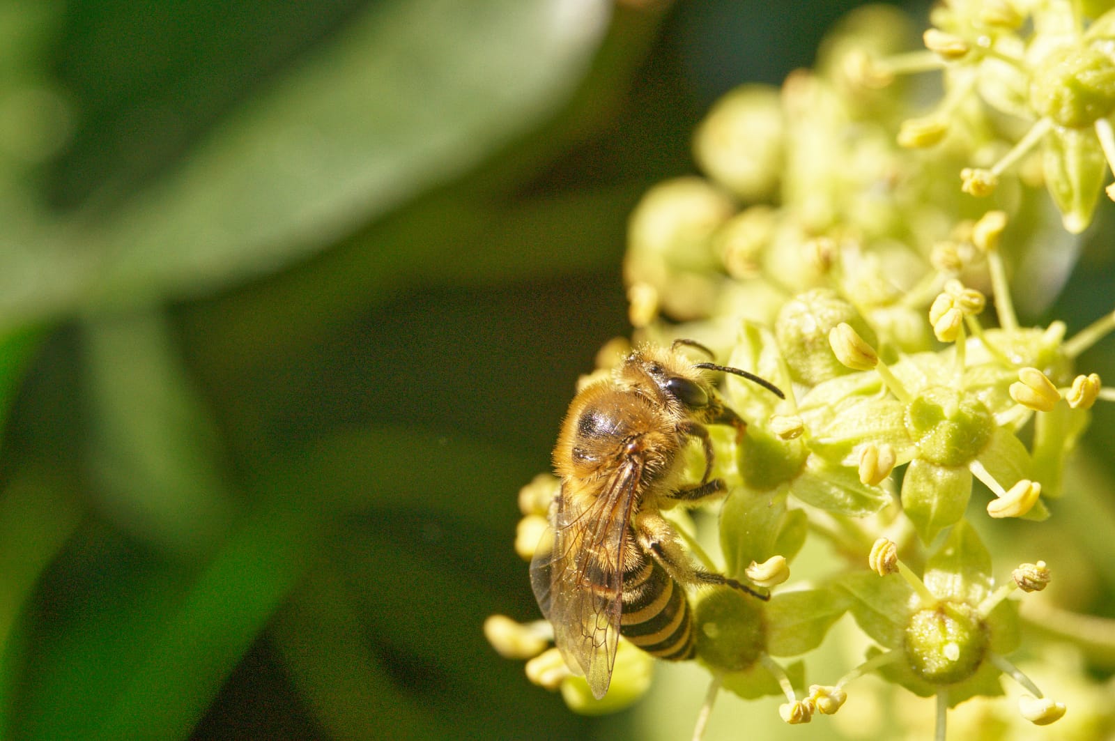 Ivy Bee - Insect Week